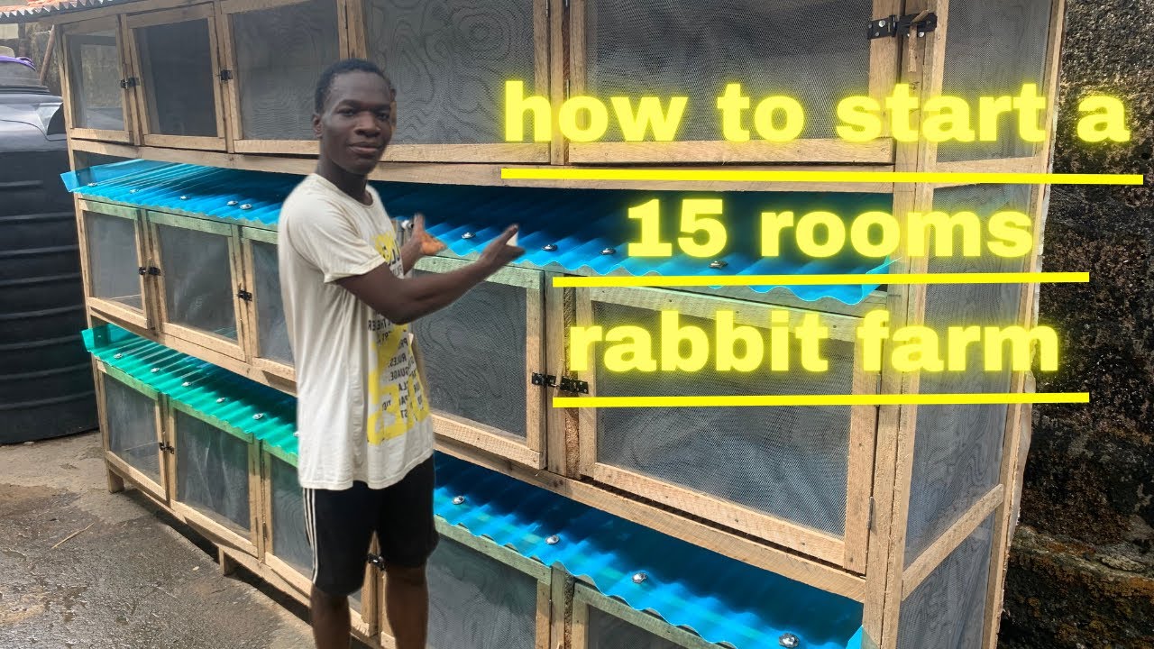 Cost of starting a 15 rooms rabbit farm - YouTube