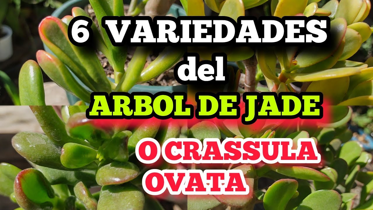 Tipos De Plantas De Jade Clasificación | Jade Plants, Jade Plant