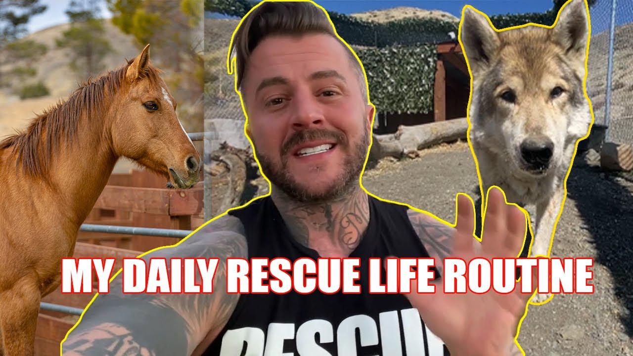 My Daily Animal and Dog Rescue Routine -1st Half of the Day Part 1 ...