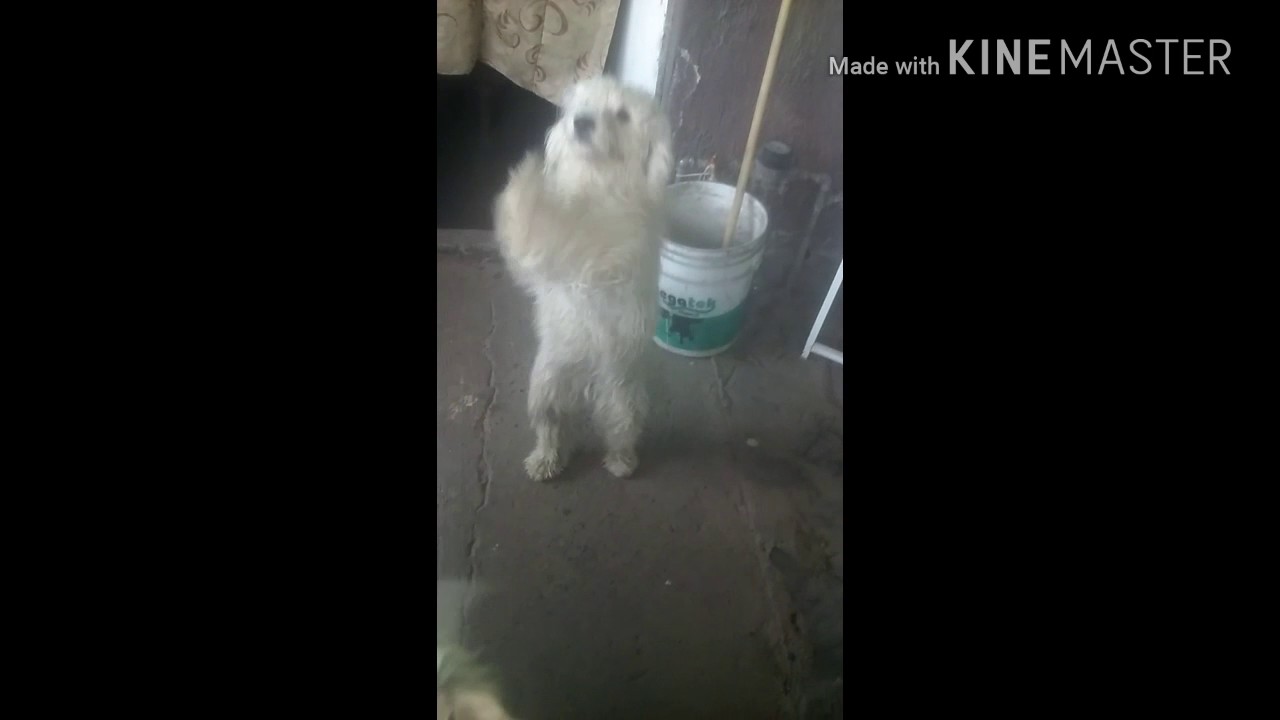 Rufo el perro :v 2 - YouTube