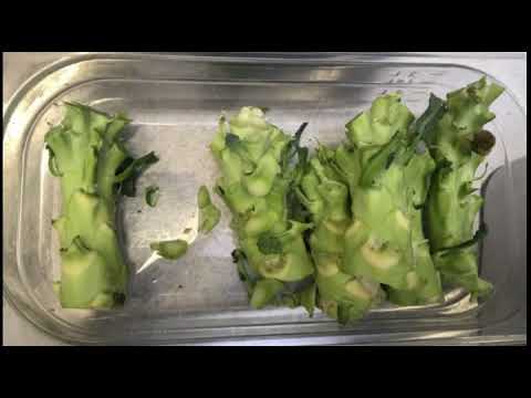 KUJ V: cut cauliflower or broccoli rice - YouTube