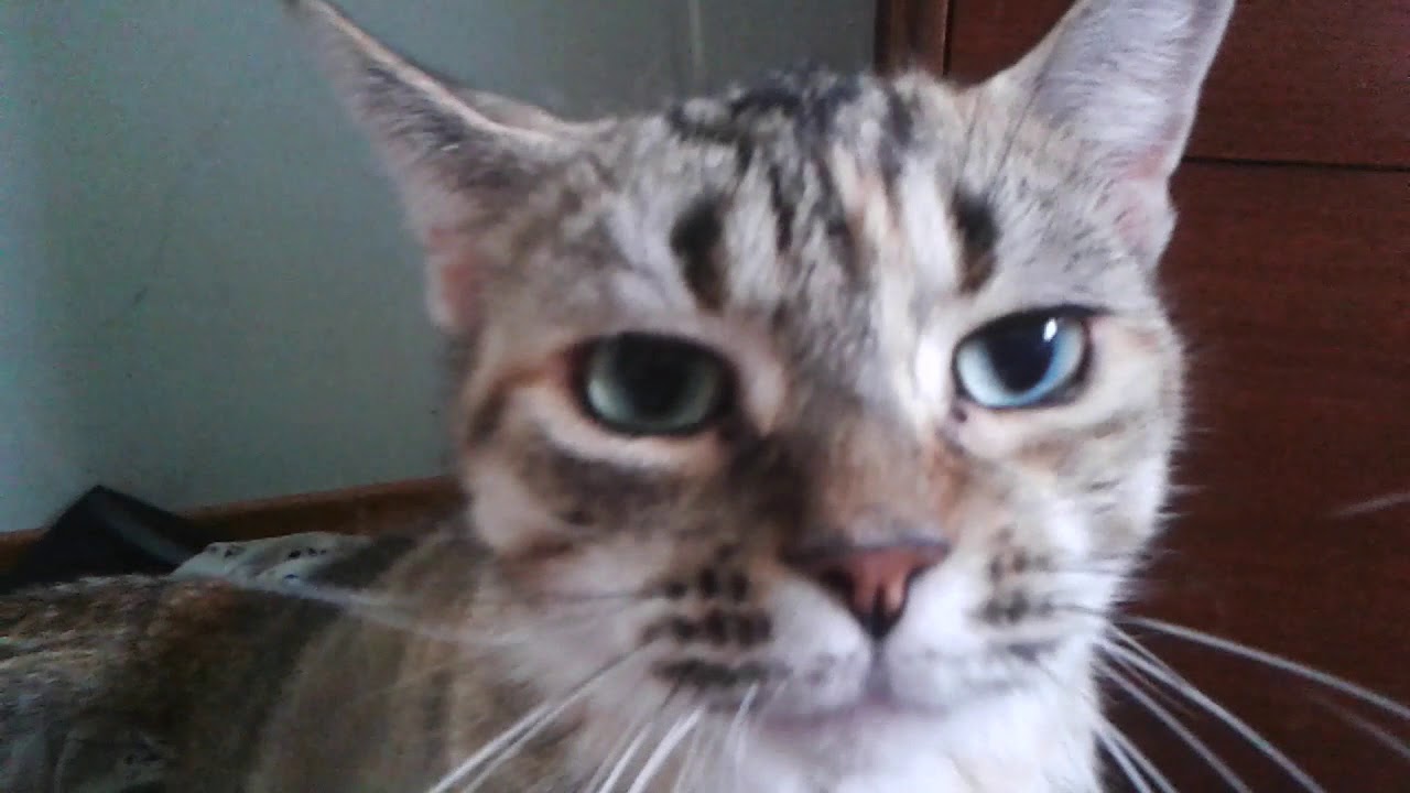 nermal is cute - YouTube