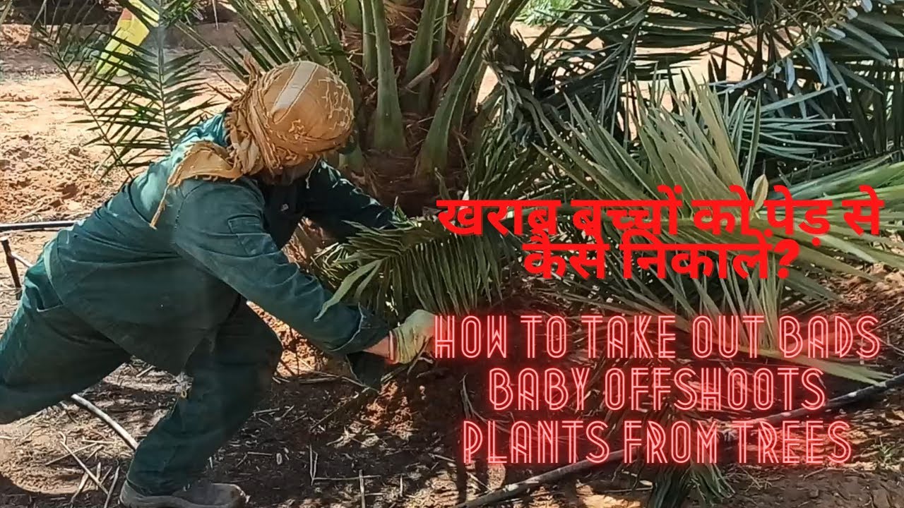 how to take out bads baby offshoots plants from trees. - YouTube