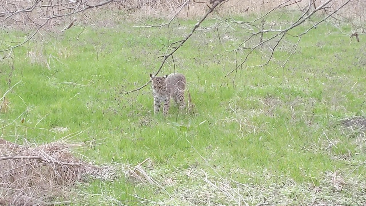 More Texas Bobcat - YouTube