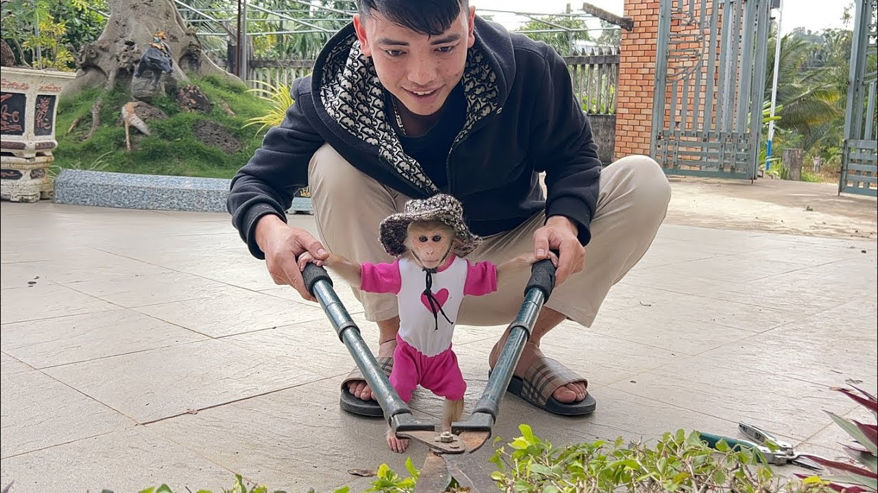 So cute! Technician Monkey Luk helps Thang take care of garden - YouTube