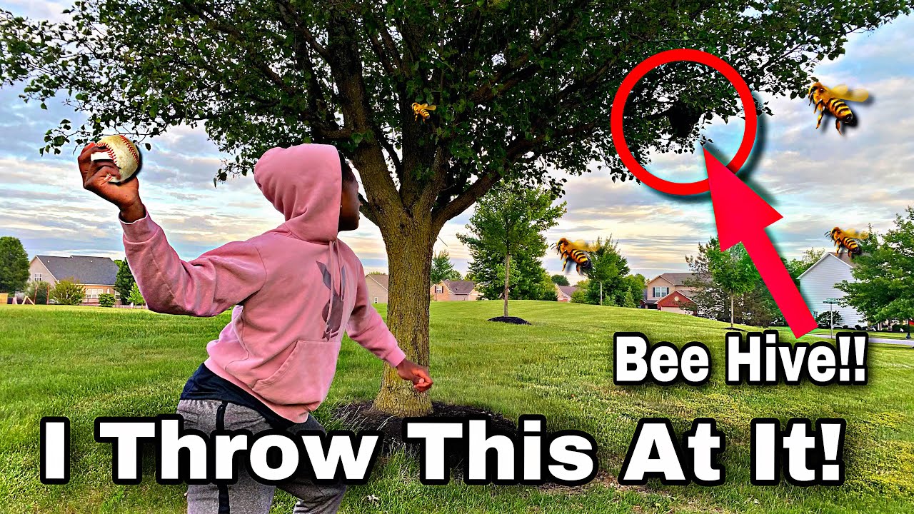 Throwing A Ball At A Bee Hive!!🐝| This Happened… - YouTube