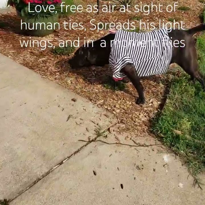 Love, free as air at sight of human ties, Spreads his light wings, and ...