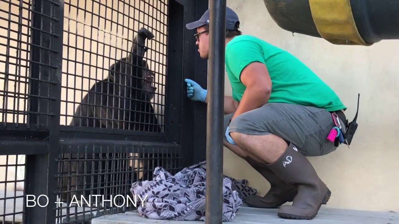 Why we love Project Chimps - YouTube