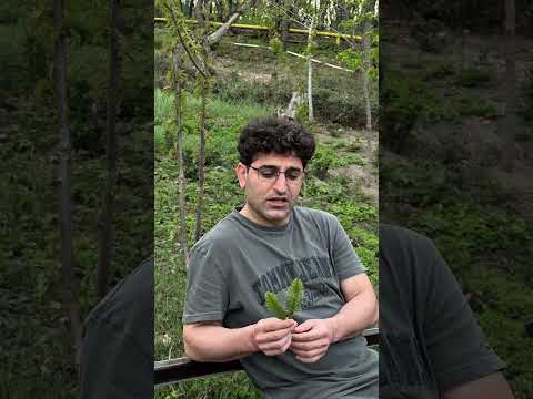 Qatırquyruğu öd, böyrəklərdə qum əleyhinə