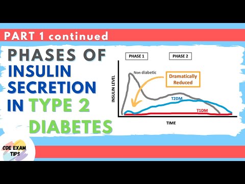 Phases of Insulin Secretion in Type 2 Diabetes | CDE exam Tips - YouTube