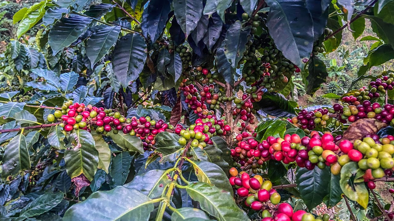 De Esta Forma Avanza La Cosecha De Café En El Departamento Del Huila ...