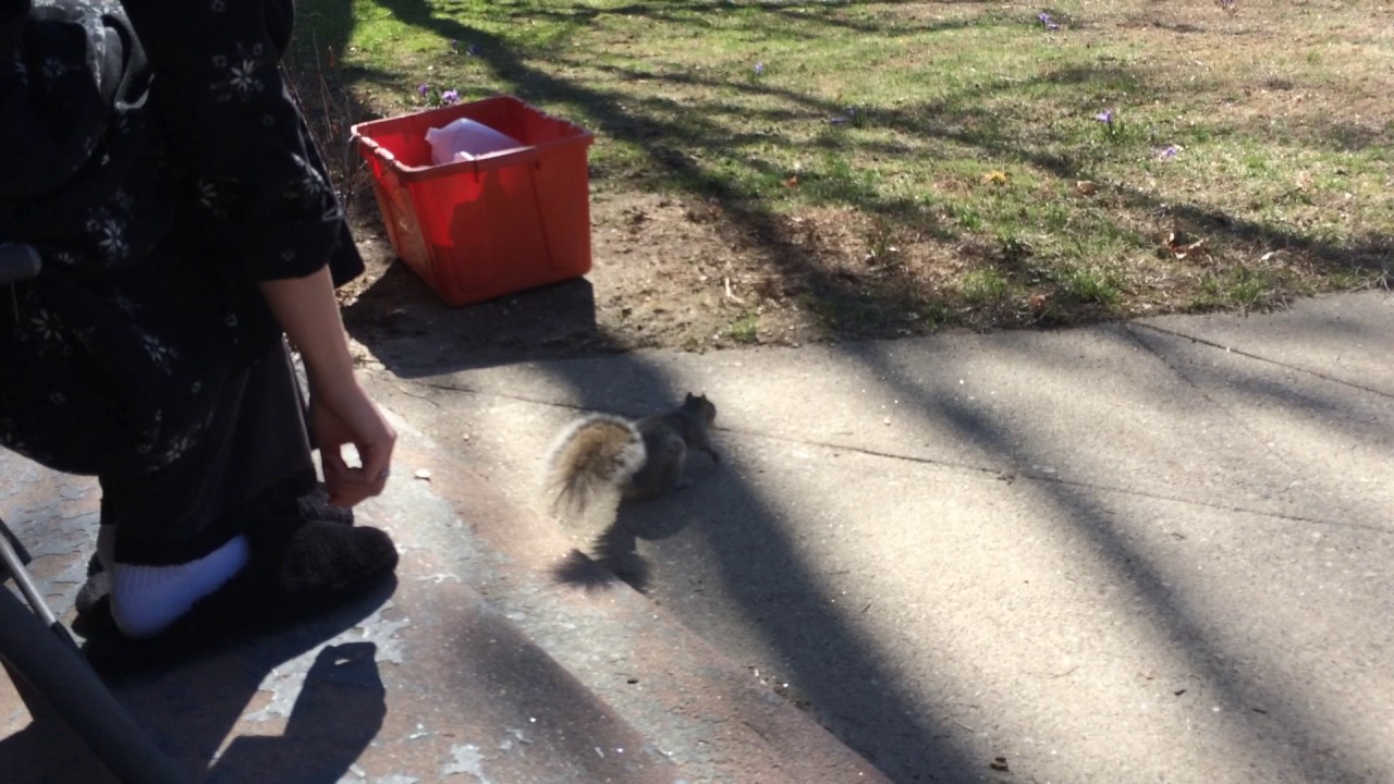 Auntie shell feeding another squirrel - YouTube