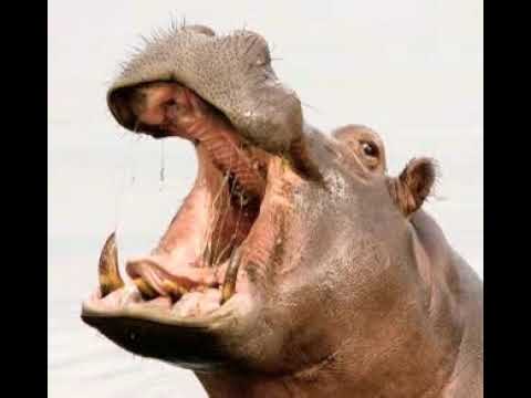 Wild Hippopotamus Roar 🐴 🔊 - YouTube