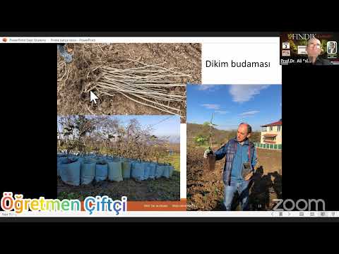 fındıkta bahçe yenileme dikim ve terbiye sistemleri .#teraslama #budama #2.bölüm #profAliİslam