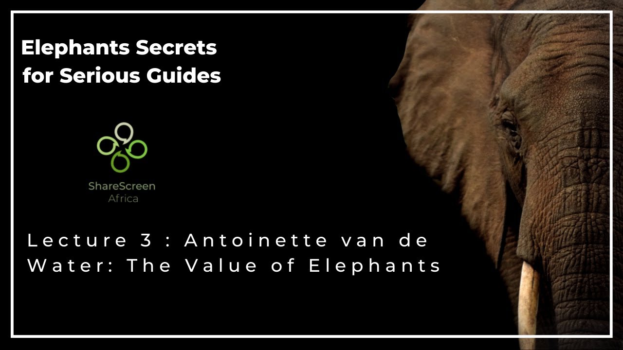 The Value of Elephants - YouTube