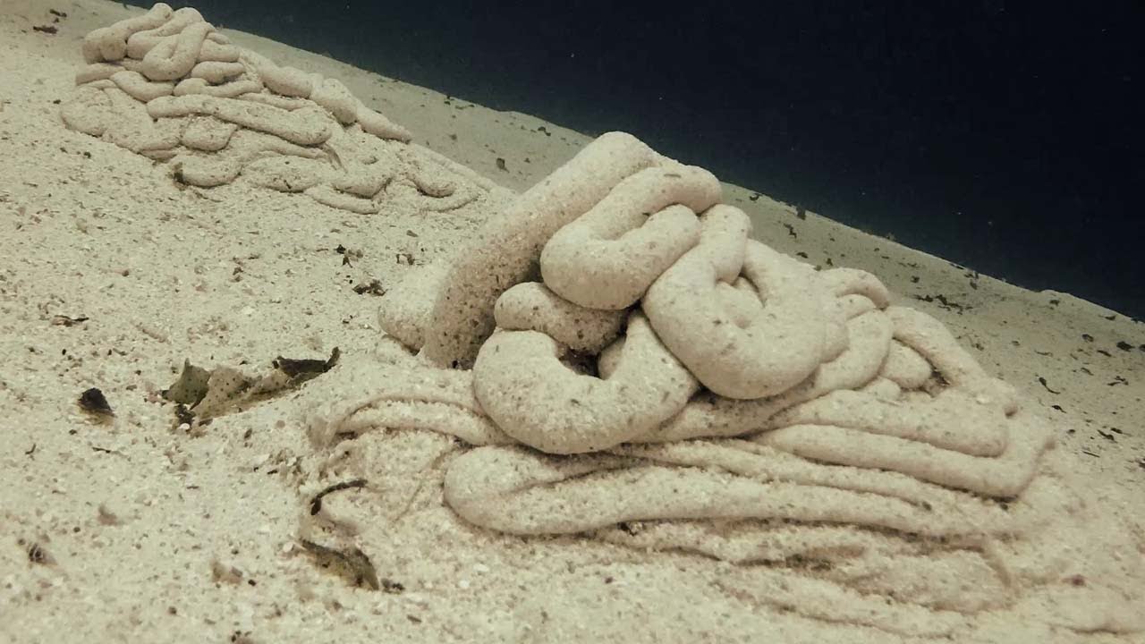 Bizarre Footage Of Acorn Worms - YouTube