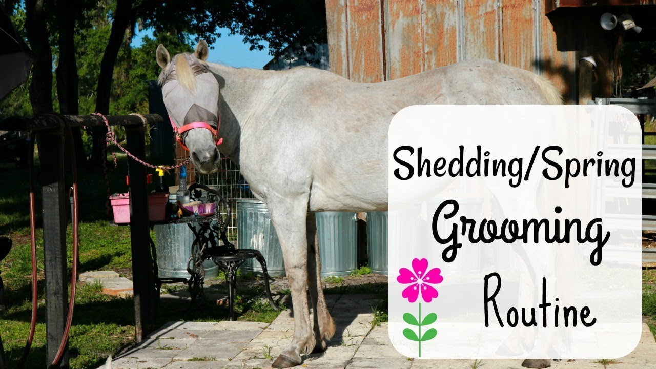 Grooming a Shedding Horse | Spring Grooming Routine - YouTube
