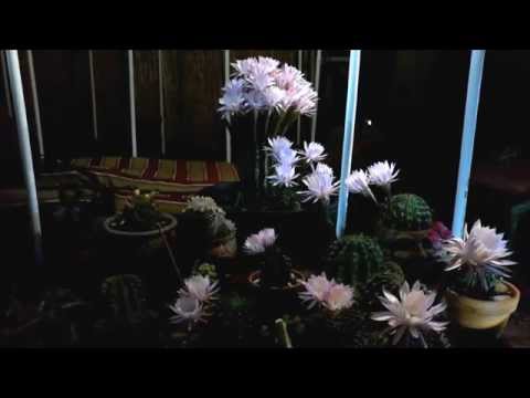 First time lapse, Cactus Movie 1 - YouTube