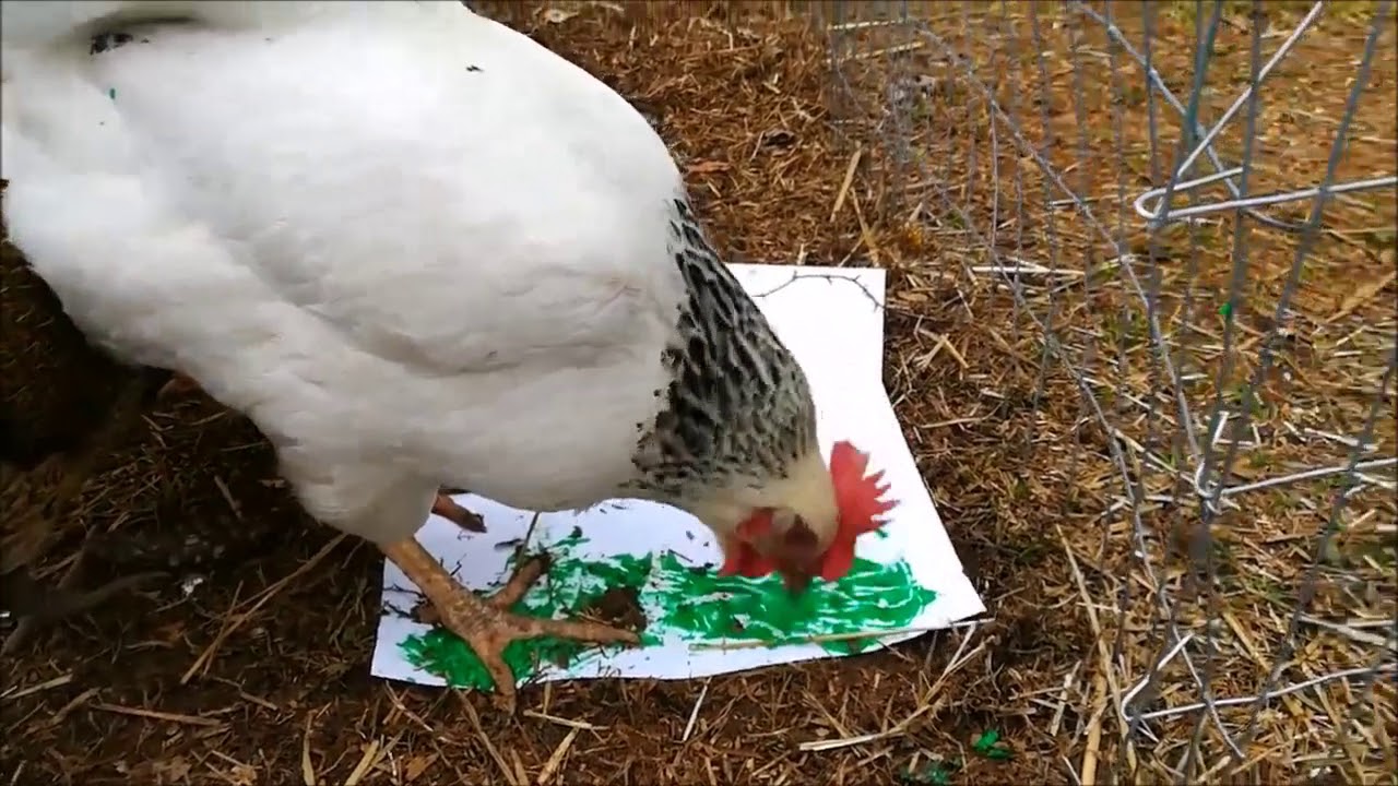 Amazing Chickens Finger Painting with Edible Paint! - YouTube
