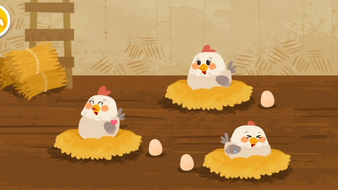 ayam 🐔 betina bertelur 🥚 | keluarga ayam yang harmonis - YouTube
