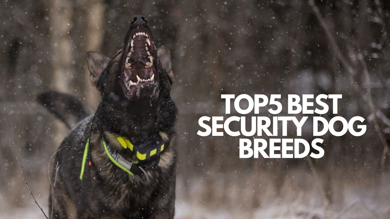 Top 5 best security guard dogs - YouTube