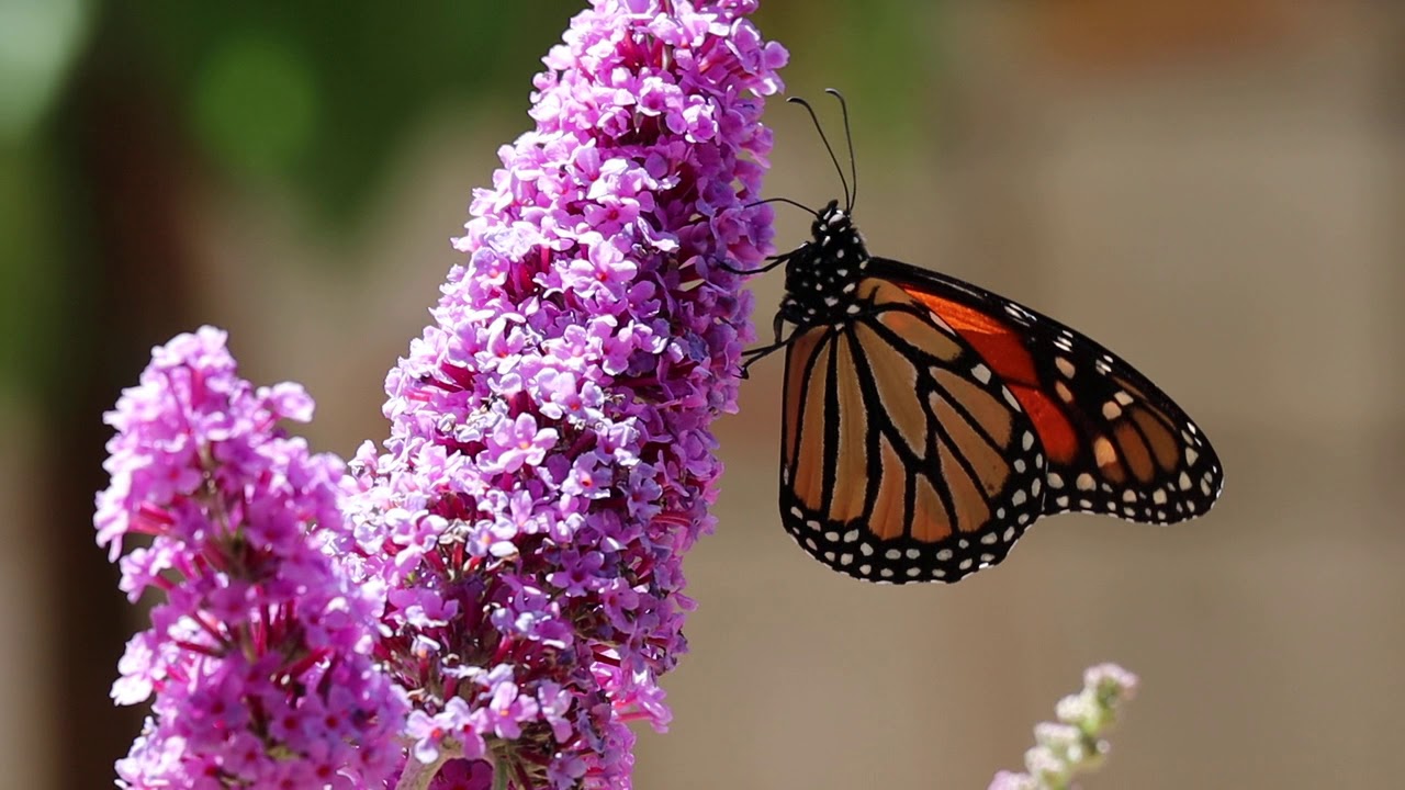 Monarch Butterfly on Butterfly Bush in backyard - YouTube