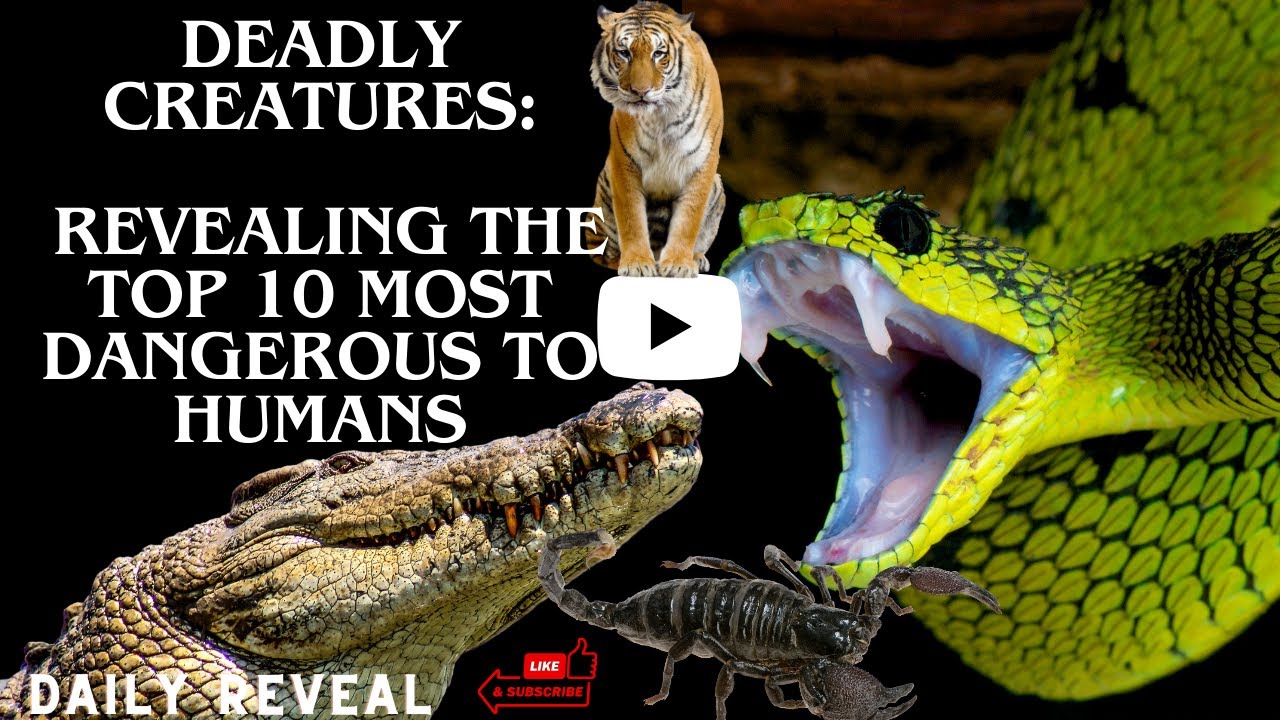 Deadly Creatures: Revealing the Top 10 Most Dangerous to Humans - YouTube