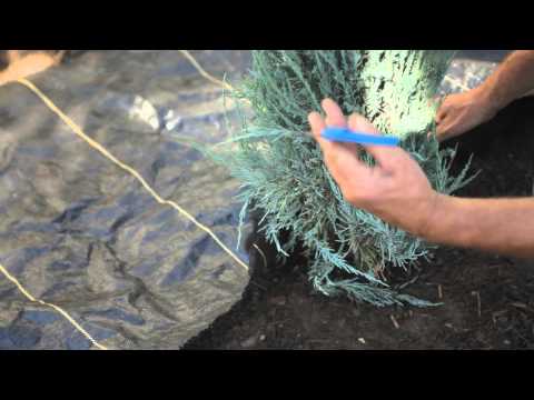 How To Install Landscape Fabric Over Existing Plants