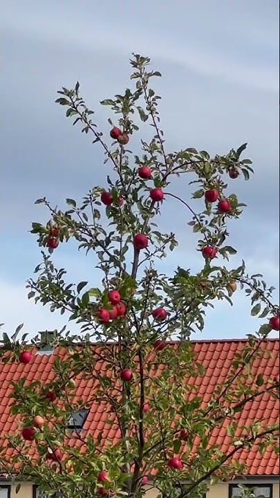 Grafted Apple Tree / 4-in 1 Fruit Cocktail Tree, Multi Grafted Dwarf ...