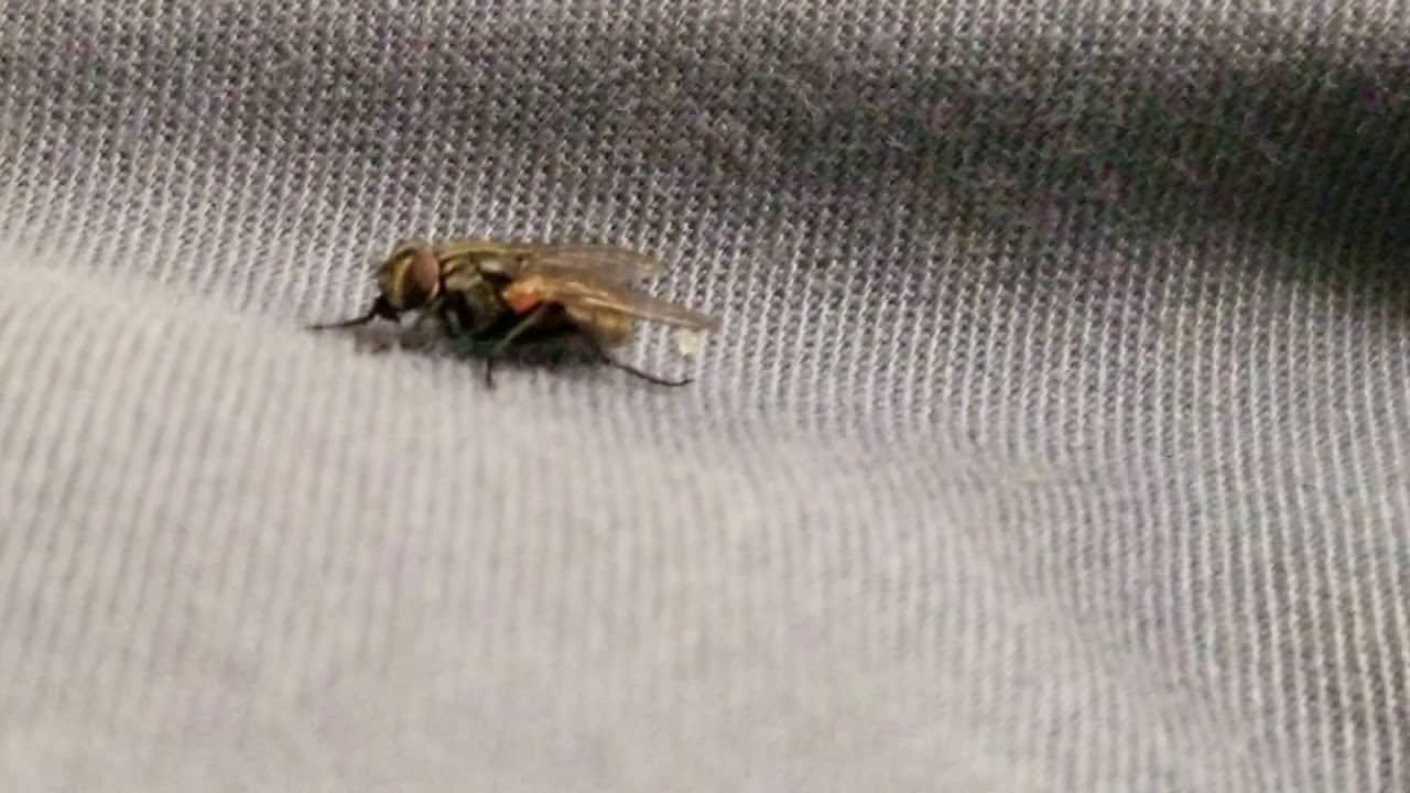 Fly poop - YouTube