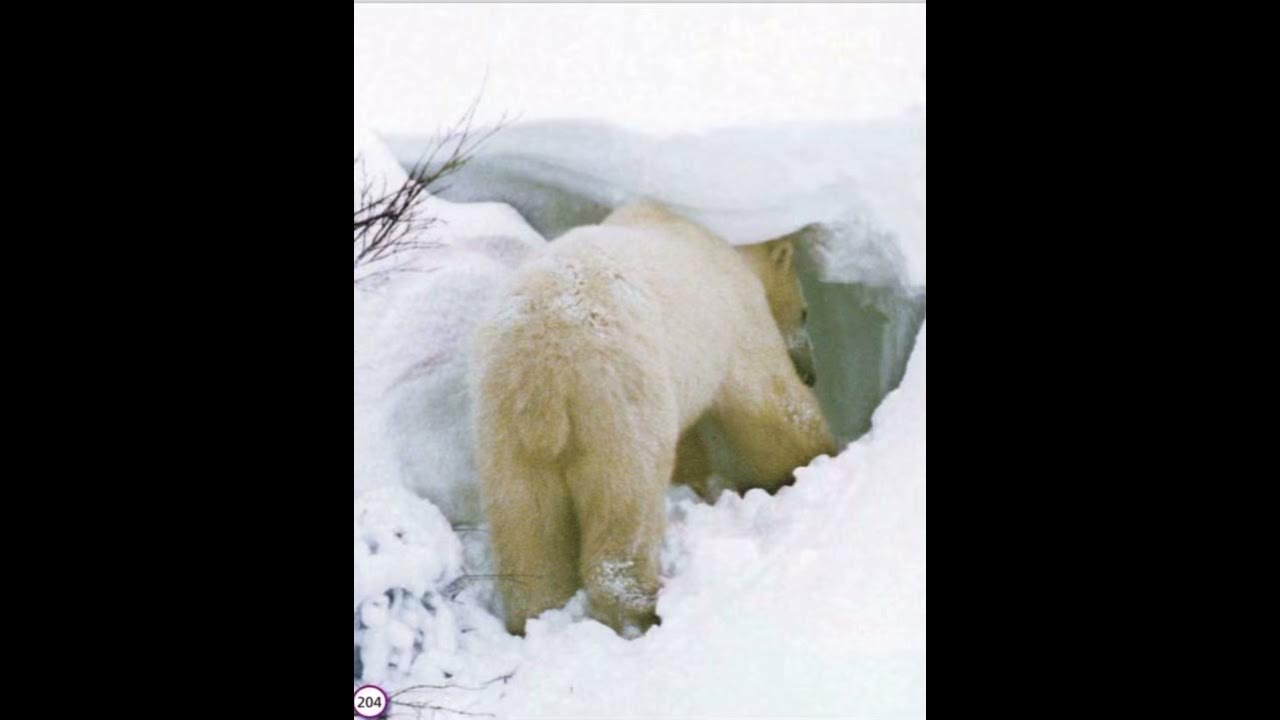 Animals Building Homes Whose Home is this? Unit 2 Lesson 6 Journeys 2nd ...