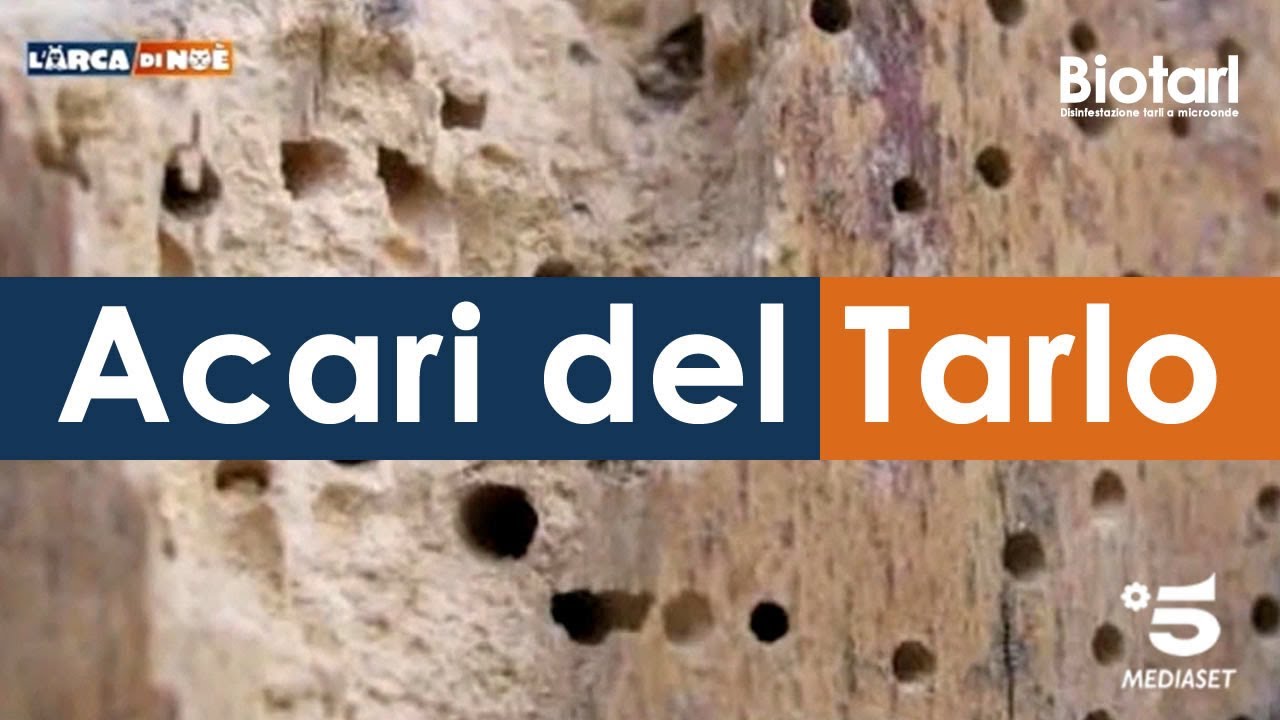 Acari del legno e Acari dei tarli, come eliminarli in modo definitivo ...