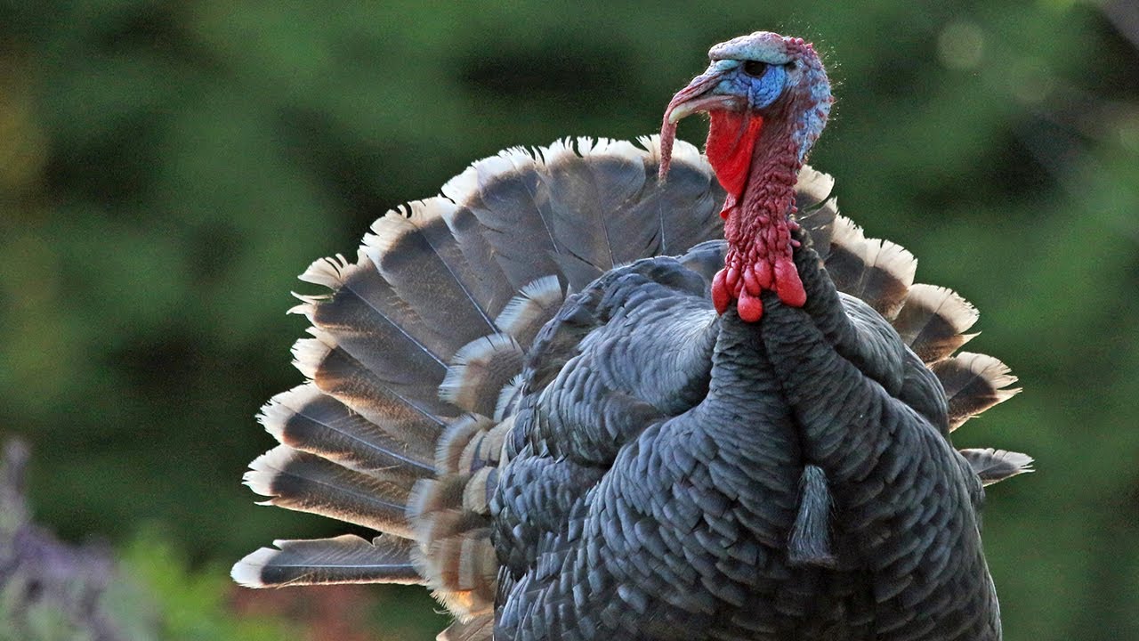 Thanks for the Turkey ~ Namaste Village Morning Session, Sept. 14, 2025 ...