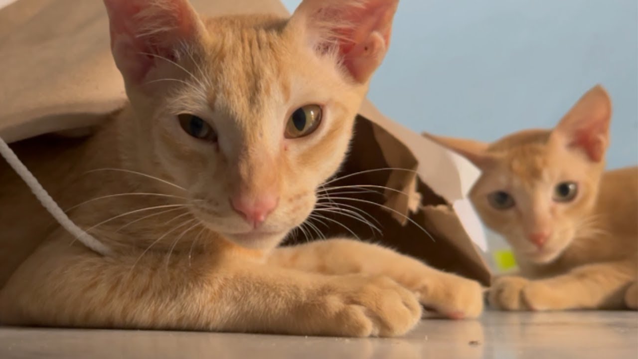 cat videos new 2024 | funny cat videos | funny animals | unboxing cute ...