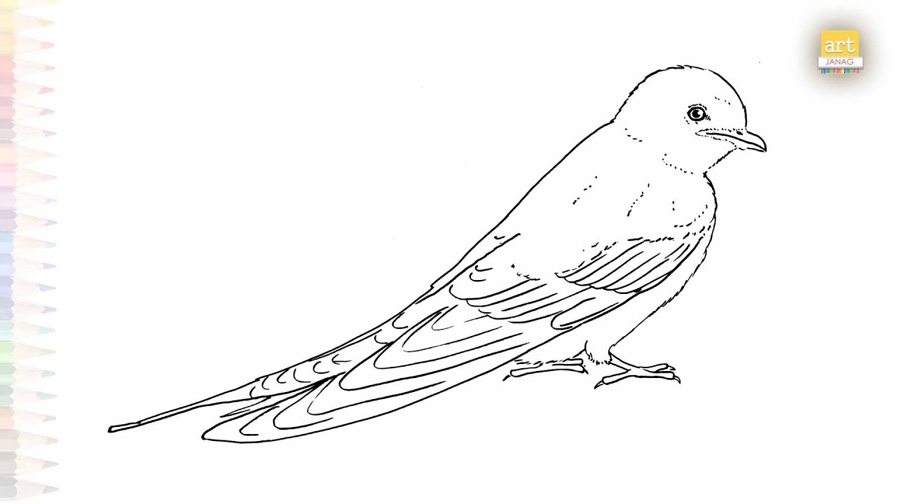 Barn swallow drawing easy | Birds drawing tutorial | How to draw A Barn ...