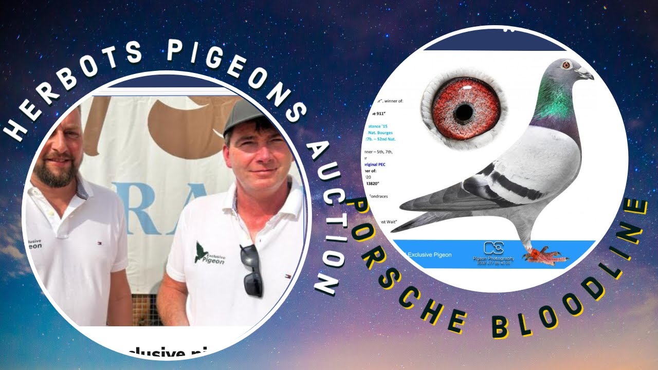 " Porsche 911 " Best Racing Pigeon Bloodline For Sale In Herbots ...