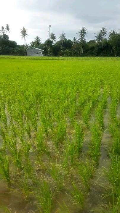 Luar Biasa ! Padi Tanpa Rumput #viral - YouTube