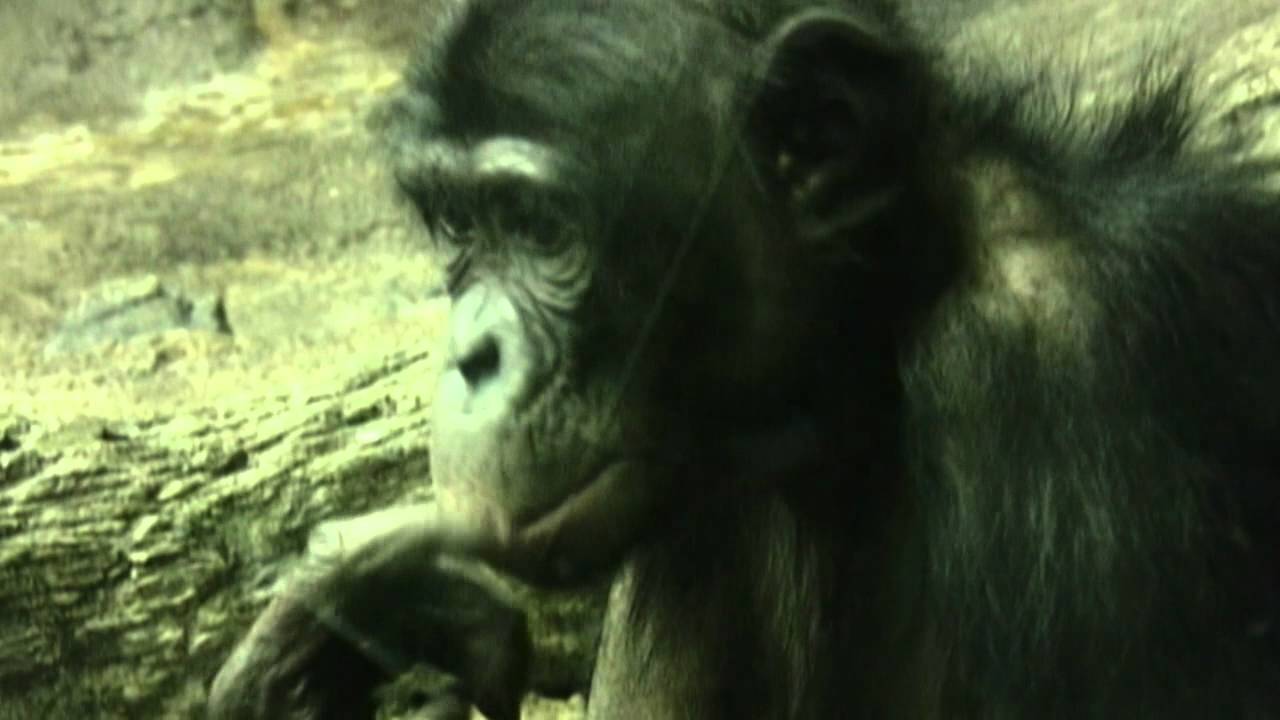 Fat White Lando - Chimpanzee - YouTube