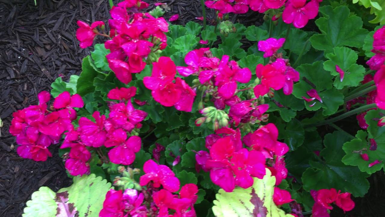 Pink flowers with Green Leaves planted by Natalee Young Terkel - YouTube