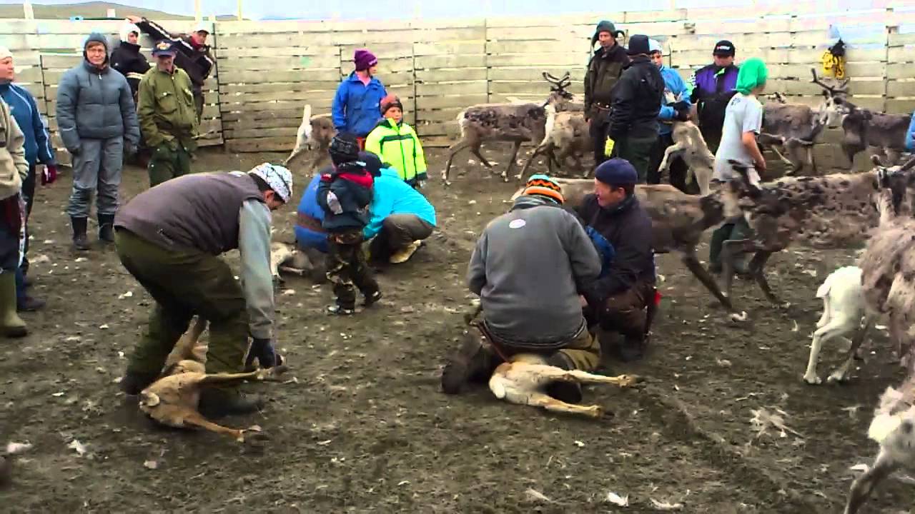 Renm rkning i Nordkap 2011 - YouTube