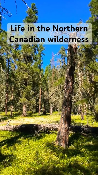 Life in the Northern Canadian wilderness #nature #fieldwork #forest # ...