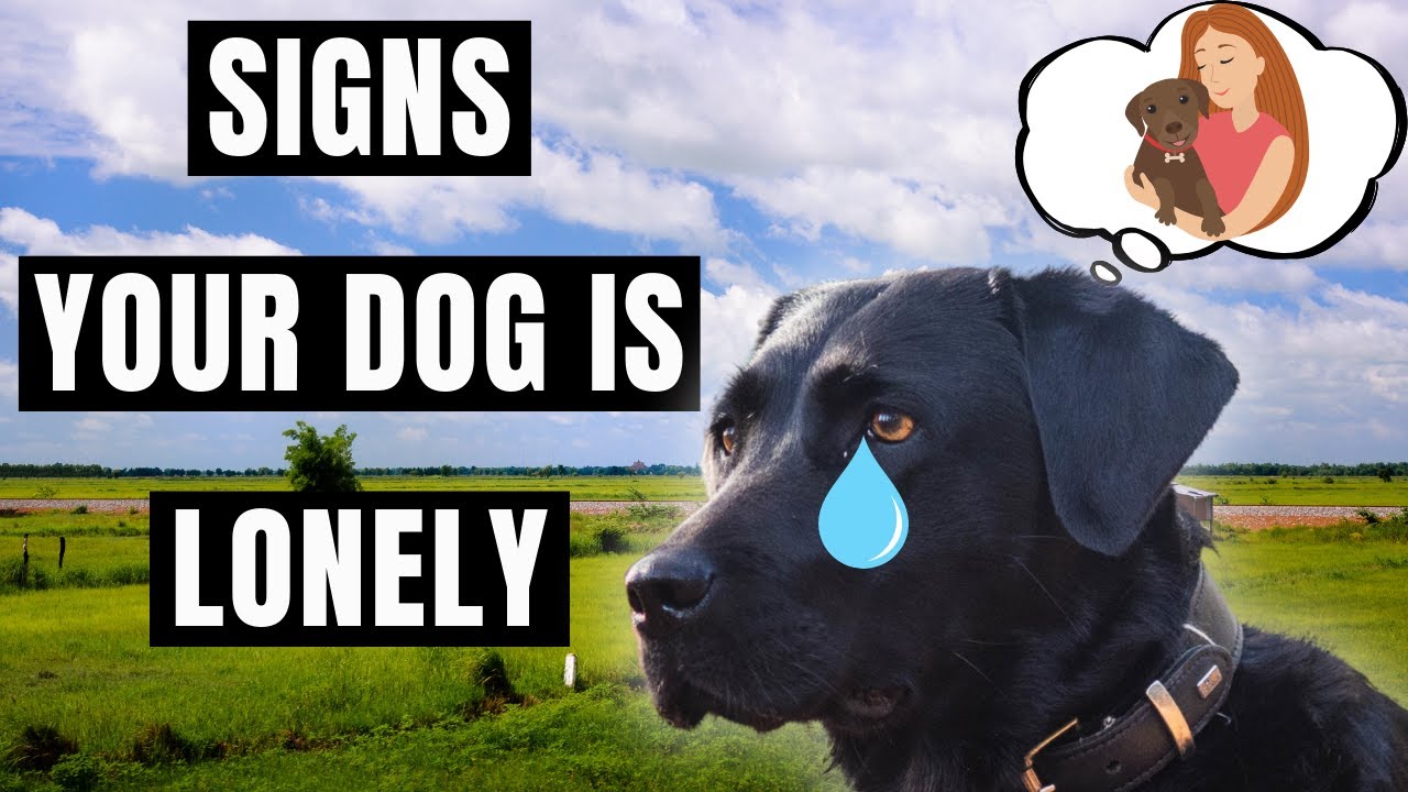 10 Signs Of Loneliness In Dogs You Should NEVER IGNORE - YouTube
