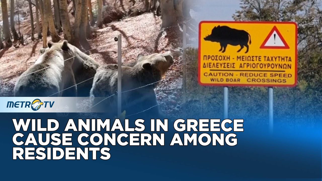 Bears in Northern Greece Cause Concern Among Residents - YouTube