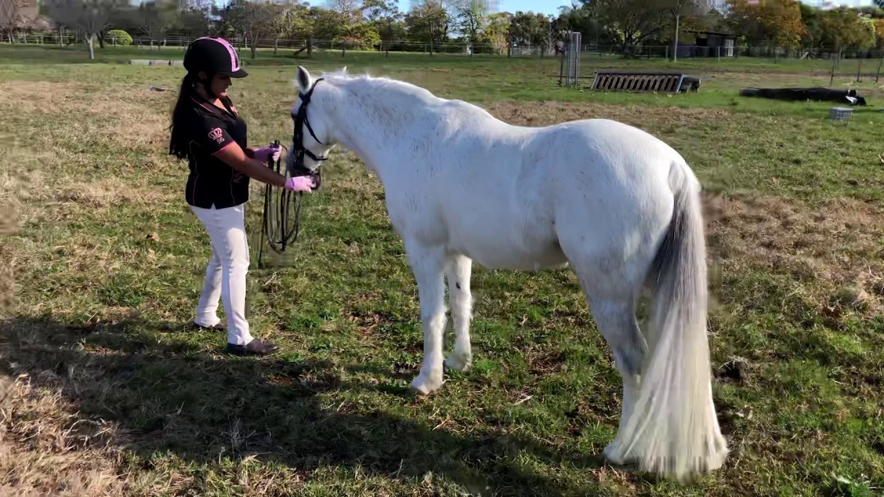 Led Pony Hack ne 14hh - YouTube