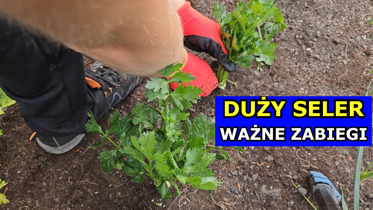 Chcesz mieć DUŻY SELER, Wykonuj te Zabiegi TERAZ. Obrywanie Liści ...
