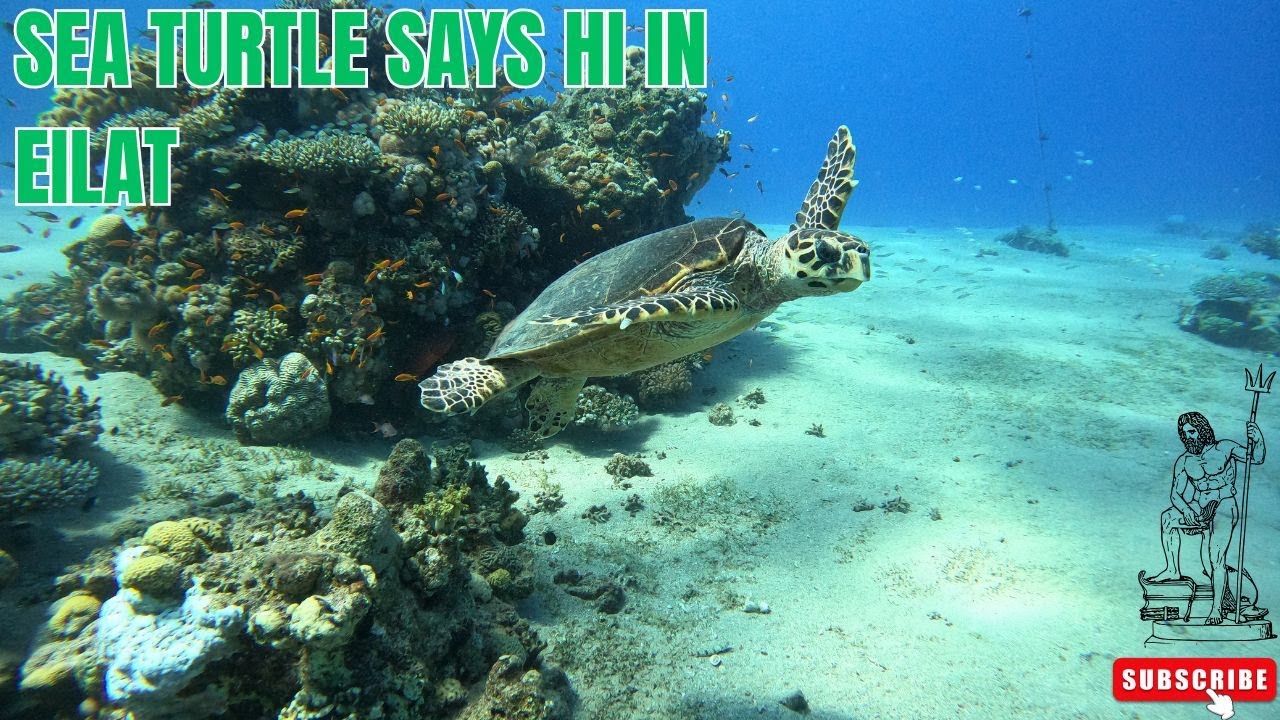 Sea turtle in Eilat,Israel - YouTube