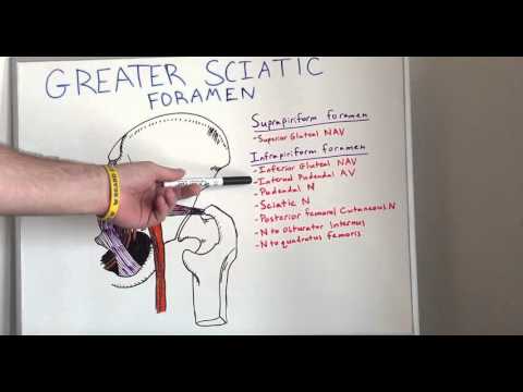 Greater Sciatic Foramen Contents Mnemonic Medicowesome: Sciatic Nerve