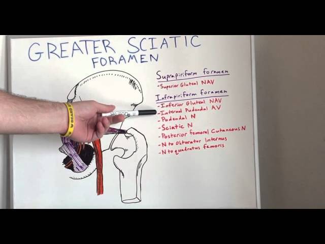 Greater Sciatic Foramen Contents Mnemonic