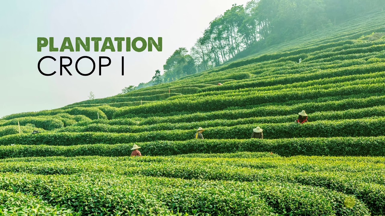 Plantation Cultivation
