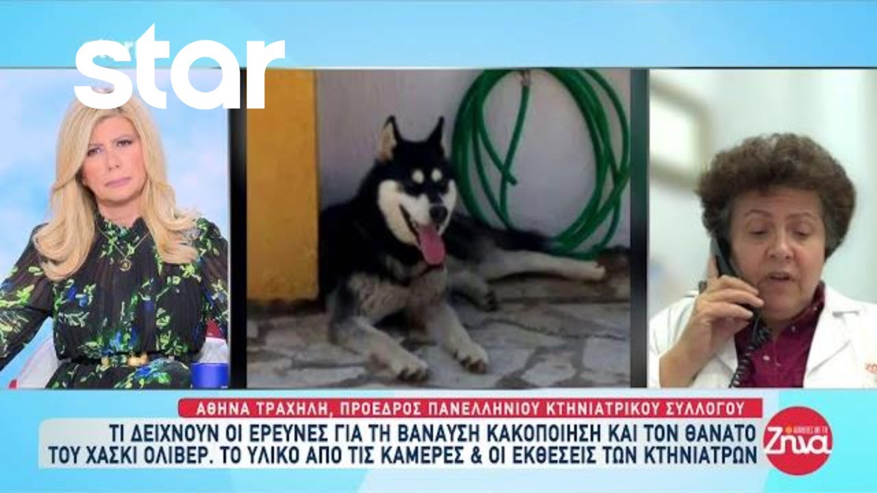 Αράχωβα: Οι έρευνες για τη βάναυση κακοποίηση και τον θάνατο του χασκι ...
